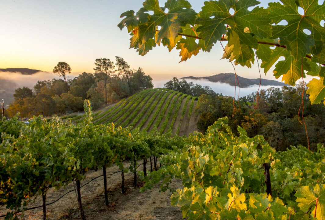 Somerston Estate - Napa Valley Life Magazine