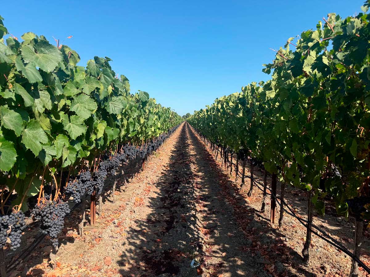 Fortunati Vineyards - Napa Valley Life Magazine