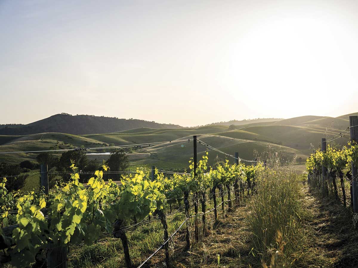 Firetree Vineyards - Napa Valley Life Magazine