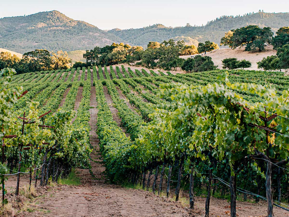 The Story of Ghost Block Estate Wines - Napa Valley Life Magazine